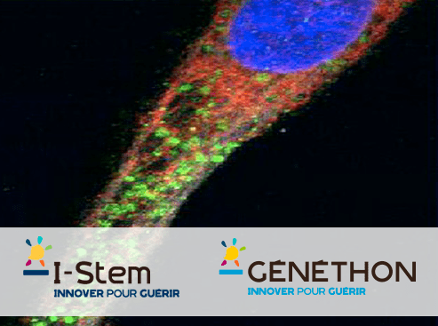 I-Stem & Généthon : approche thérapeutique pour la LGMDR2 - Genopole ...